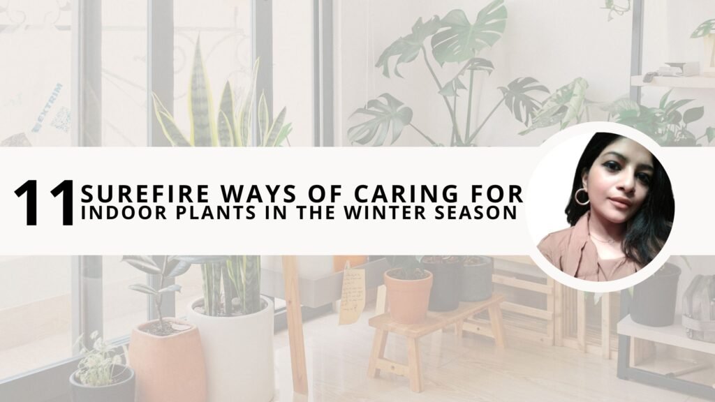 11 Surefire Ways of Caring for Indoor Plants During the Winter Season ...